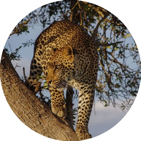 Aquila Safari In 2 Africa Tours