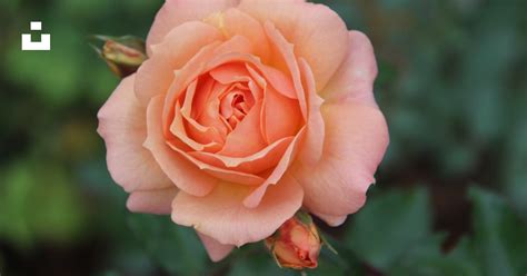 녹색 잎이있는 분홍색 장미 사진 Unsplash의 무료 헝가리 이미지