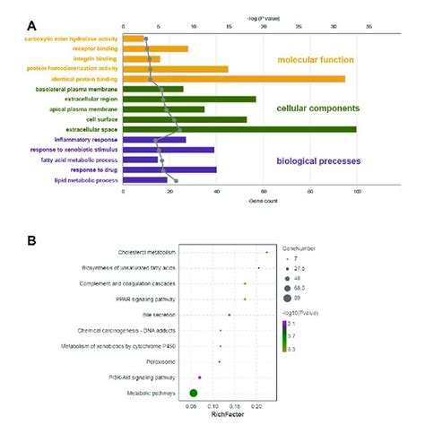 Bioinformation Analysis Of Enriched Go Gene Ontology Term And Kegg
