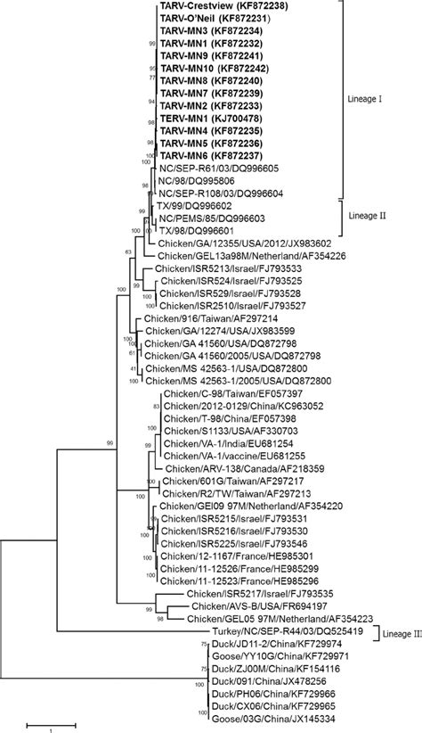 phylogenetic analysis on the basis of nucleotide sequences 981bp of
