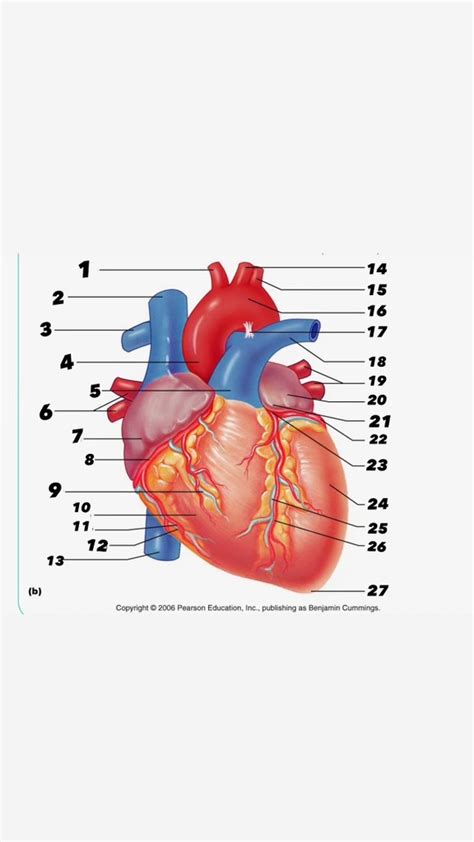Heart Anterior Labeling Diagram Quizlet