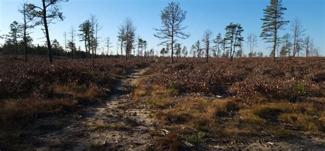 Carvers Conservation 16 National Parks Upholding His Green Ideals