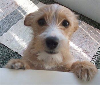 Are Jack Russell Terrier Mix Hypoallergenic