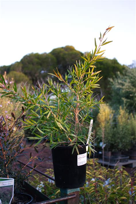 Leptospermum Lemon Scented Tea Tree — Rockbank Nursery