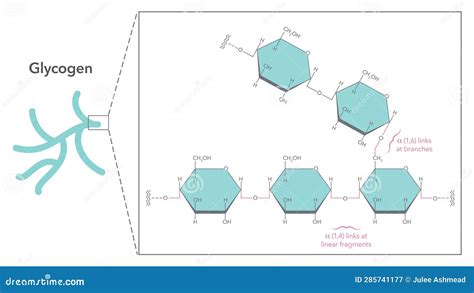 Glycogen Structure And Linkages Biochemistry Vector Illustration Diagram