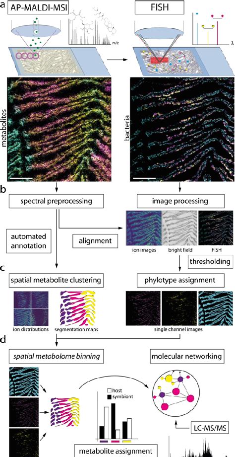 Figure 1 From Spatial Metabolomics Of In Situ Host Microbe Interactions Practical Guide For