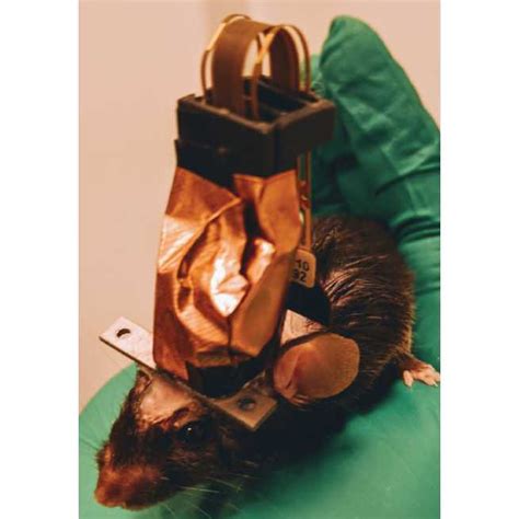 Implant Surgery Chronic Recoverable Neuropixels In Mice