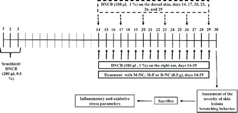 Experimental Protocol Scheme The Dorsal Skin Of Mice Was Shaved And