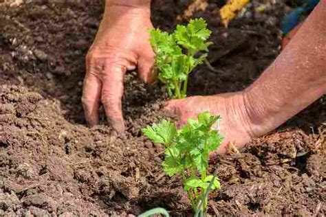 What To Plant With Parsnips And How To Do It Your Cool Home
