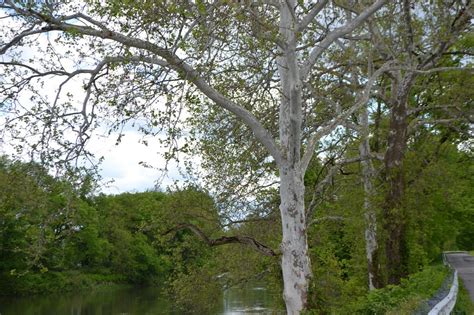 The Native Sycamore Tree News Sports Jobs The Express