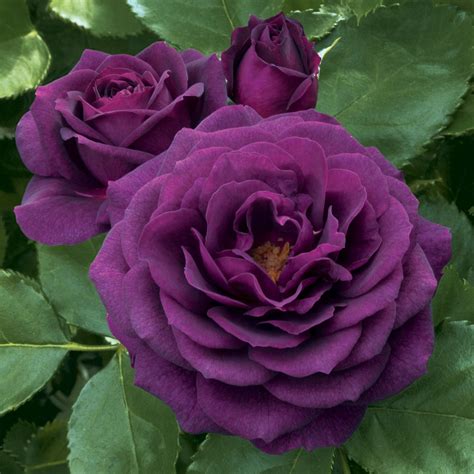 Ebb Tide Weksmopur Floribunda David Austin Roses