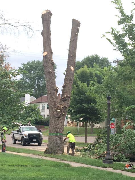 How To Identify A Tree Infected With Emerald Ash Borer My Northern Garden
