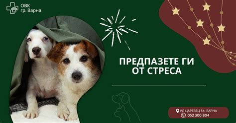 Обединена Ветеринарна Клиника United Veterinary Clinic Фойерверките може да са впечатляващо