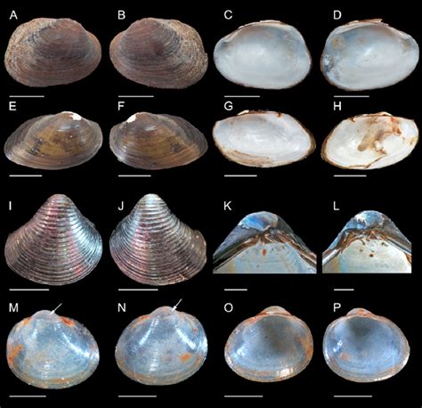 Bivalve Species Collected In Itupararanga Reservoir A D Diplodon