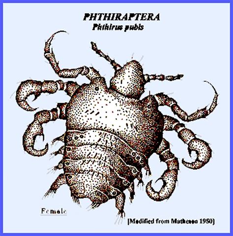 Pediculosis Pubis Microscopic Anatomy Of Pubic Lice Pthirus Pubis