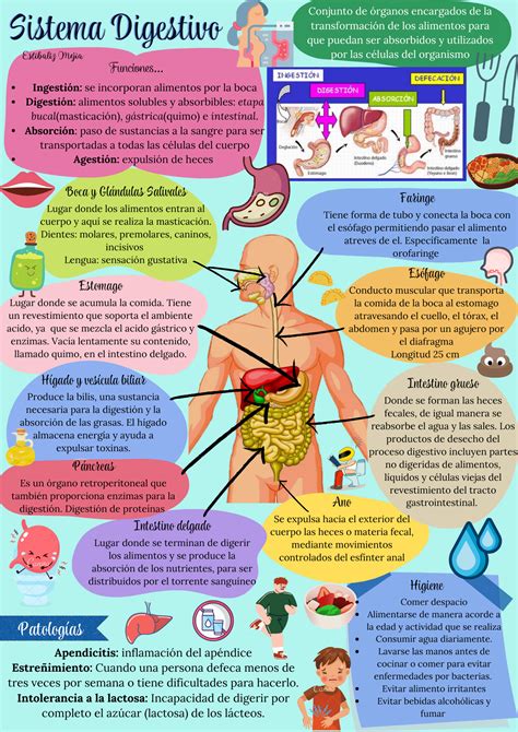 15 Ideas De Sistema Digestivocuerpo Humano Imagenes Para Guardar Hoy
