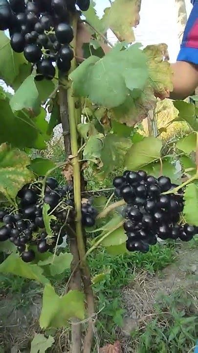 ყურძენი შარადა იუვა Youtube