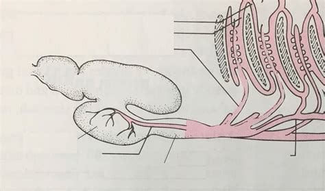 Squalus Heart Diagram Quizlet