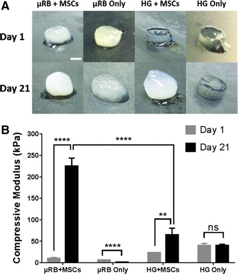 Gelatin Based Microribbon Hydrogels Accelerate Cartilage Formation By Mesenchymal Stem Cells In