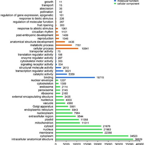Gene Ontology Go Function Classification Of The Annotated Unigenes In
