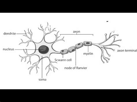Neuron Cell Diagram Labeled How To Draw Structure Of Neuron