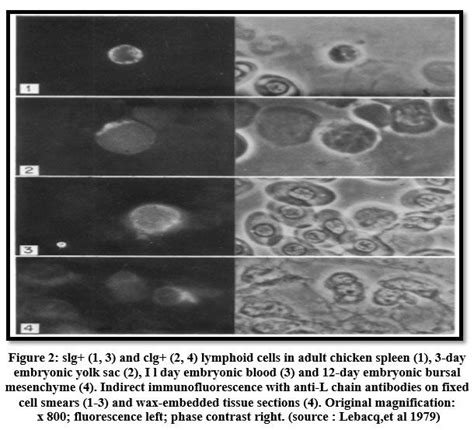 Bcell B Cell Precursors In Chicken Embryos Biomedical And