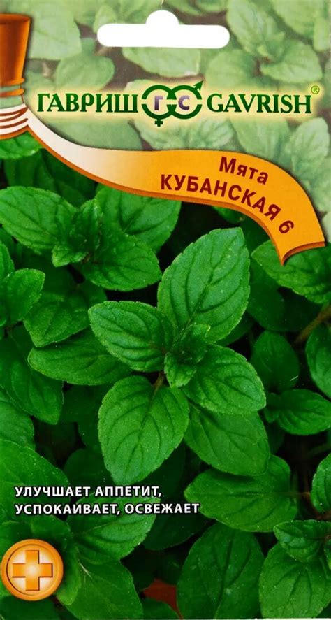 Купить саженцы краснодарского чая — купить по низкой цене на Яндекс Маркете