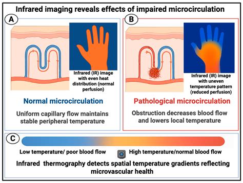 Assessing The Health And Functionality Of The Microcirculation Using