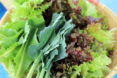 상추 키우기 모종 및 화분 선택 물주기 등 Nofat