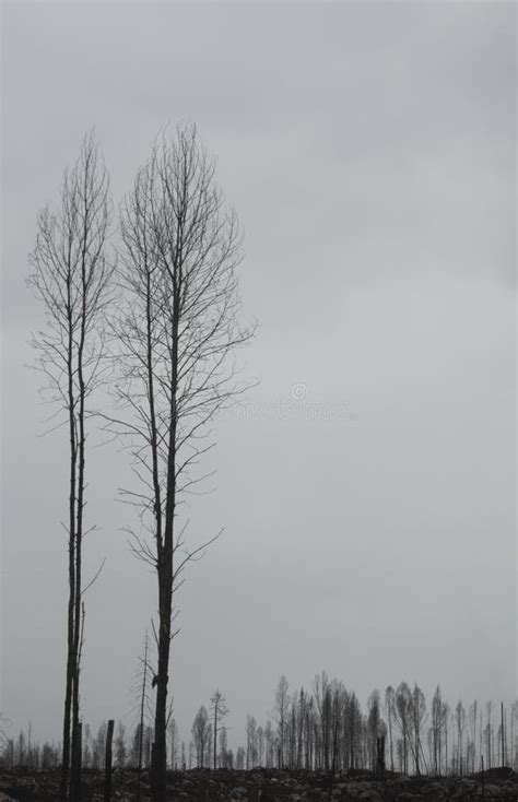 Silhouettes Of Dead Trees After Forest Fire Stock Image Image Of