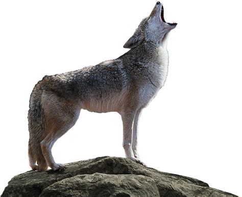 Coyote Png 20 Free Cliparts Download Images On Clipground 2026