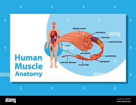 Human Muscle Anatomy With Body Anatomy Illustration Stock Vector Image