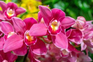 13 Common Orchid Problems And How To Solve Them