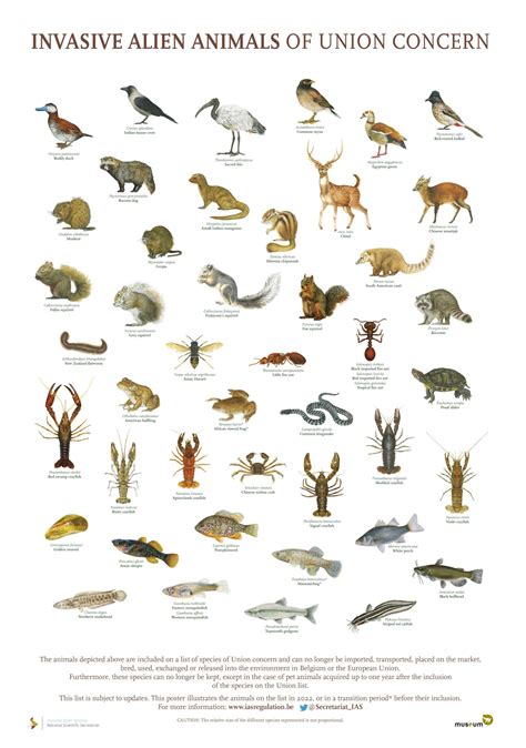 Resources Invasive Species Northern Ireland
