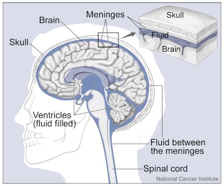 Cerebrospinal Fluid Definition Functions And Pathway Lesson