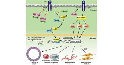 Transforming Growth Factor Beta