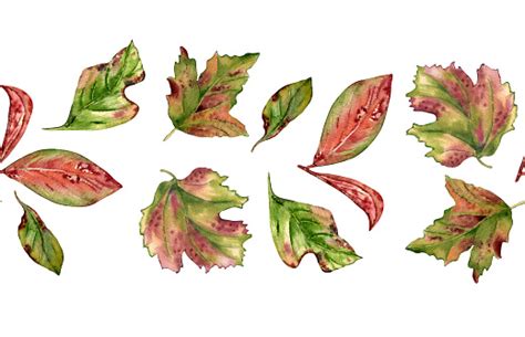 가막살 나무속의 가을 색 잎 수채화 완벽 한 테두리 흰색에 고립 빨간 분홍색 단풍 단풍 산사 나무속 손으로 그린 식물 스케치 디자인을 위해 페인팅된 단풍 반복 텍스처 0명에