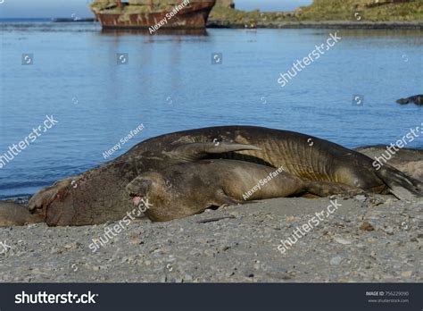 Elephant Seals Have Sex Stock Photo 756229090 Shutterstock