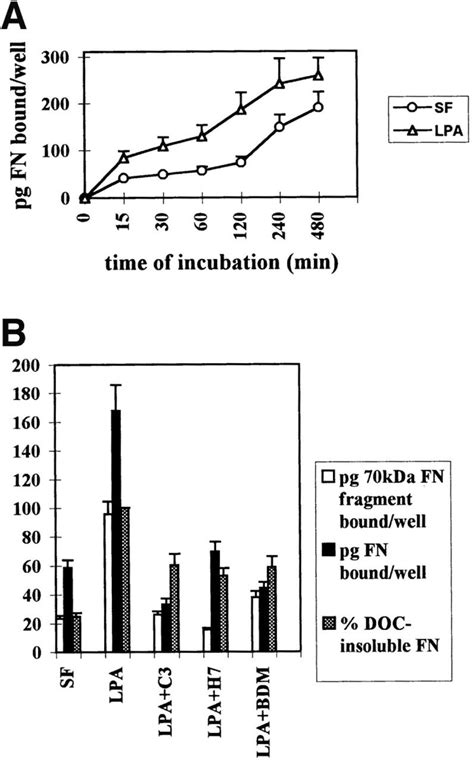 Binding Of Fibronectin And The 70 Kd Fibronectin Fragment To Swiss 3t3