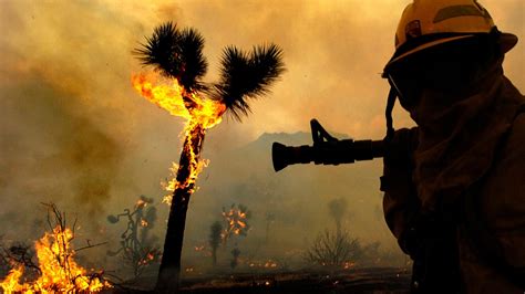 The Joshua Tree And Me The Sawtooth Complex Fire And Much More