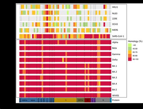 The Homology Between T Cell Epitopes Of Sars Cov 2 And Circulating Download Scientific Diagram
