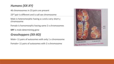 Variation And Genetics Ppt