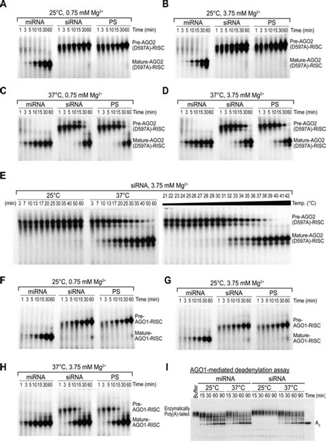Slicer Deficient Ago Proteins Can Unwind The Sirna Duplex In A