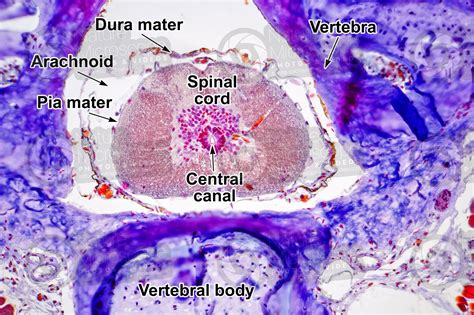 Salamandra Salamandra Salamander Spinal Cord Transverse Section
