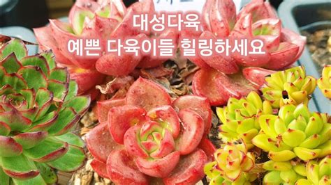 대성다육 예쁜 다육이들 보시고 힐링하세요⚘🍀 Youtube