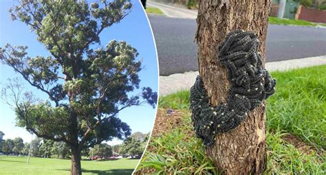 Discovery Of Black Mass Clinging To Suburban Tree Stuns Aussies