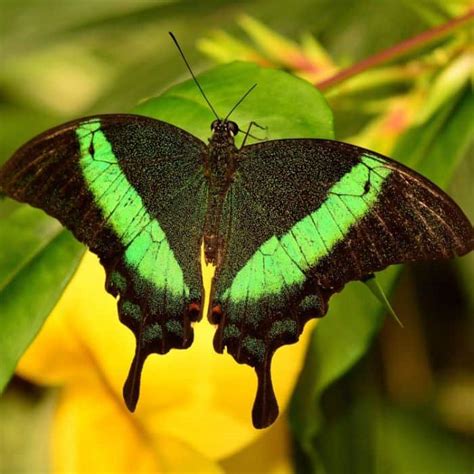 Colorful Butterfly Species All About Butterflies And Moths