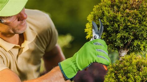 Tree Pruning And Care Tips Essential Techniques For Healthy Trees Keladi