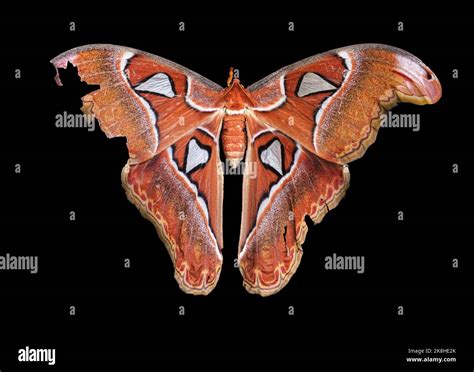 Atlas Moth A Living Specimen In Southeast Asia Iloilo Philippines