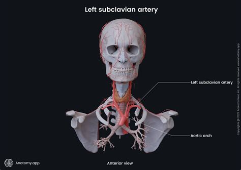 Subclavian Artery Anatomy Image Result For Subclavian Artery